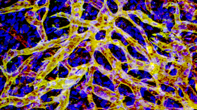 Bioengineering Vascular Networks – MELERO-MARTIN LABORATORY